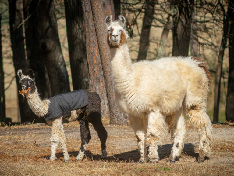 Course Photo Gallery - Applecross Country Club